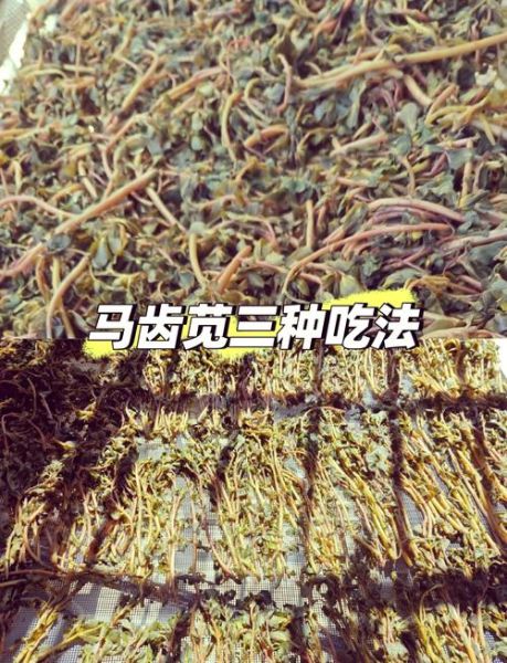 马齿笕怎么做好吃_马齿笕的做法大全-第1张图片-山城妙识