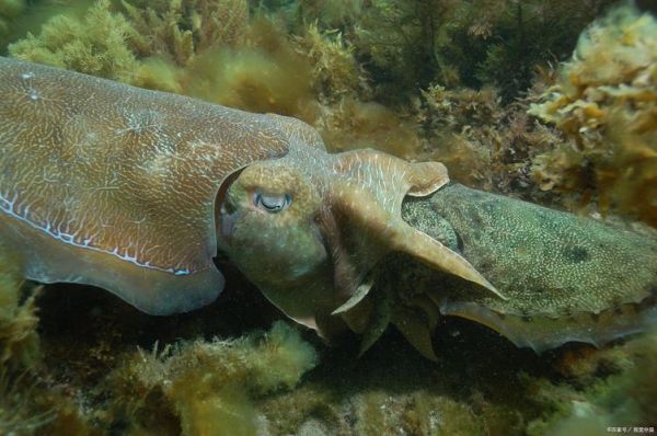 深海乌贼王真的存在吗_深海巨型乌贼最大有多大-第3张图片-山城妙识 深海乌贼王真的存在吗_深海巨型乌贼最大有多大-第3张图片-山城妙识