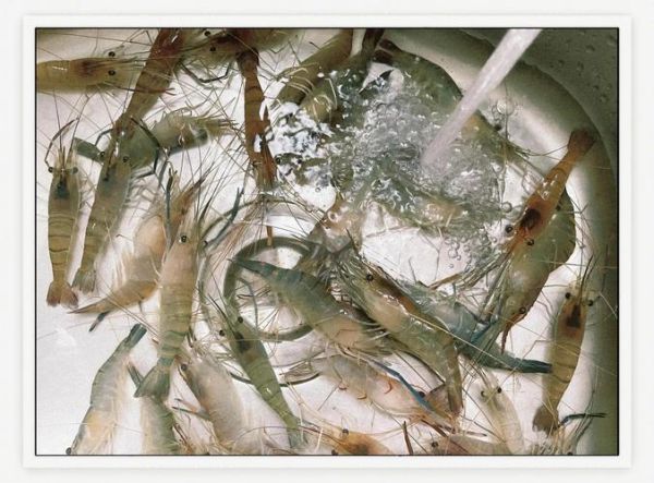 吃醉虾怎么预防寄生虫_醉虾寄生虫风险高吗-第1张图片-山城妙识