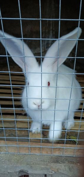 兔子肉多少钱一斤_兔子肉价格为什么差异大-第3张图片-山城妙识