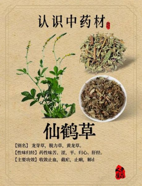 仙鹤草的功效与作用_仙鹤草能治什么病-第2张图片-山城妙识 仙鹤草的功效与作用_仙鹤草能治什么病-第2张图片-山城妙识