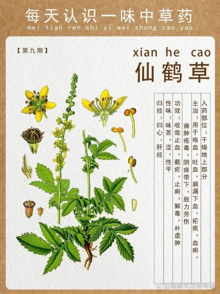 仙鹤草的功效与作用_仙鹤草能治什么病-第1张图片-山城妙识 仙鹤草的功效与作用_仙鹤草能治什么病-第1张图片-山城妙识