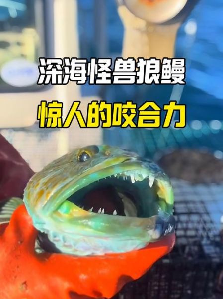 狼鱼条学名叫什么_狼鱼条和狼牙鳝区别-第1张图片-山城妙识 狼鱼条学名叫什么_狼鱼条和狼牙鳝区别-第1张图片-山城妙识