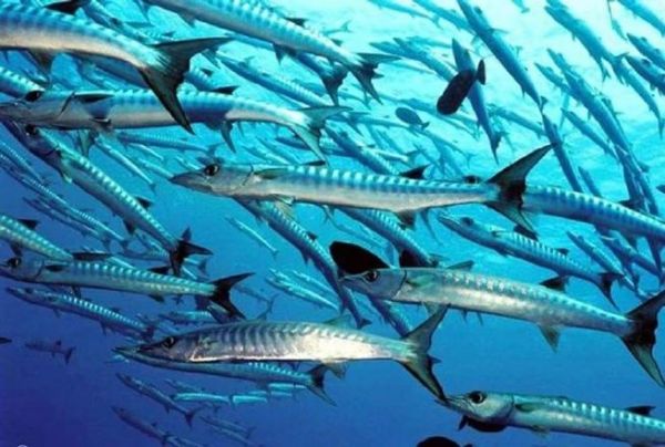 狼鱼条学名叫什么_狼鱼条和狼牙鳝区别-第2张图片-山城妙识 狼鱼条学名叫什么_狼鱼条和狼牙鳝区别-第2张图片-山城妙识