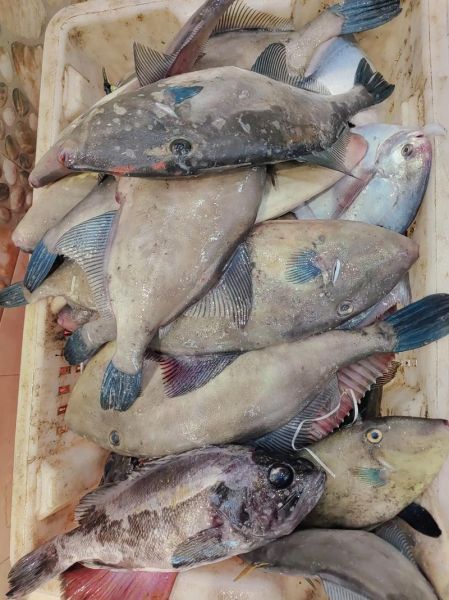 狼鱼条学名叫什么_狼鱼条和狼牙鳝区别-第3张图片-山城妙识 狼鱼条学名叫什么_狼鱼条和狼牙鳝区别-第3张图片-山城妙识