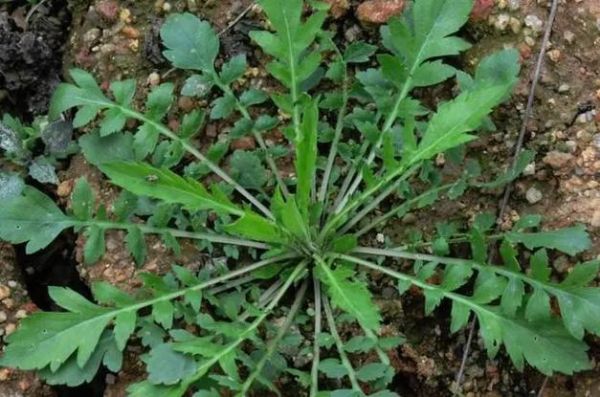 地菜子有什么功效_地菜子怎么吃效果最好-第1张图片-山城妙识 地菜子有什么功效_地菜子怎么吃效果最好-第1张图片-山城妙识