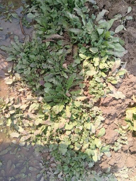 地菜子有什么功效_地菜子怎么吃效果最好-第3张图片-山城妙识 地菜子有什么功效_地菜子怎么吃效果最好-第3张图片-山城妙识