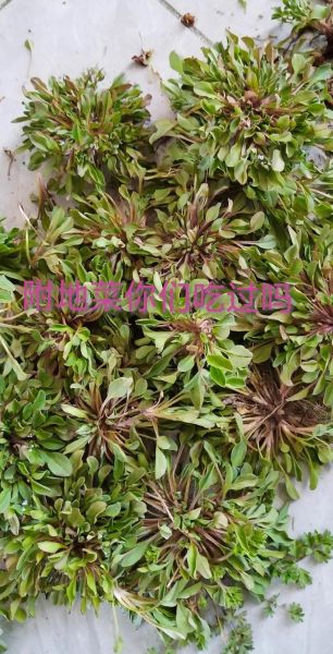 地菜子有什么功效_地菜子怎么吃效果最好-第2张图片-山城妙识 地菜子有什么功效_地菜子怎么吃效果最好-第2张图片-山城妙识