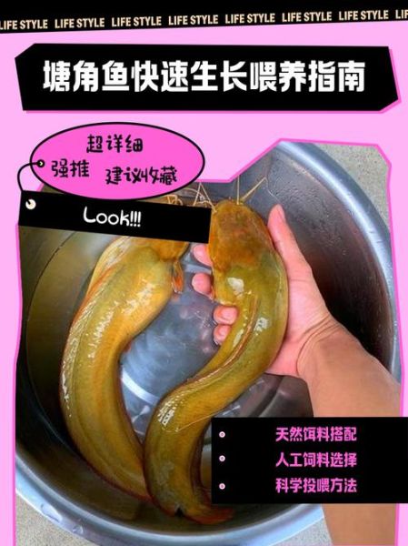 塘角鱼养殖技术_塘角鱼养殖成本-第1张图片-山城妙识