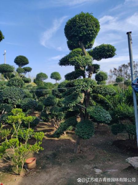 小叶女贞树图片_如何区分品种-第2张图片-山城妙识