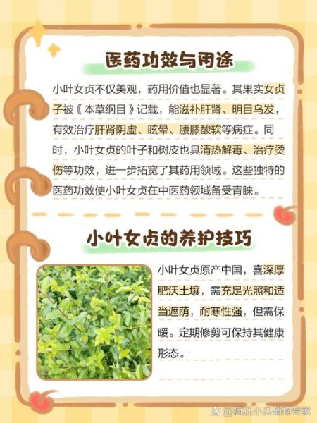 小叶女贞树图片_如何区分品种-第3张图片-山城妙识