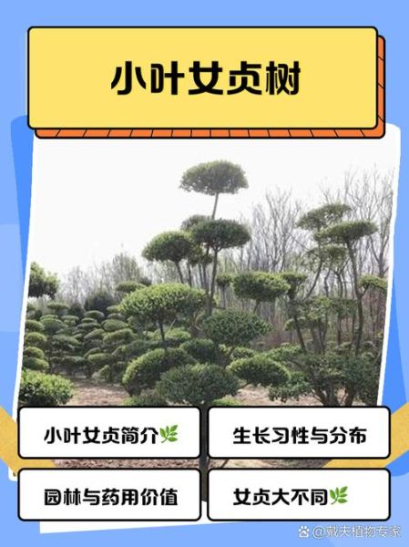 小叶女贞树图片_如何区分品种-第1张图片-山城妙识