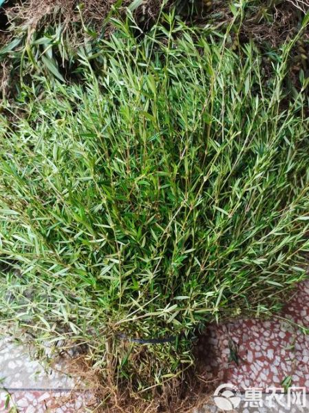 白花蛇舌草图片大全_白花蛇舌草长什么样-第2张图片-山城妙识