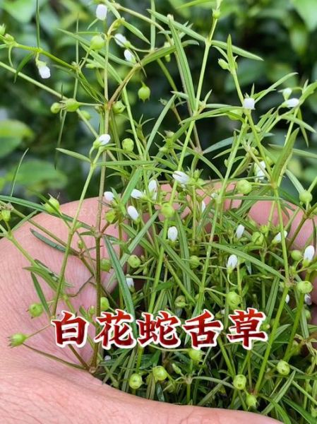 白花蛇舌草图片大全_白花蛇舌草长什么样-第3张图片-山城妙识