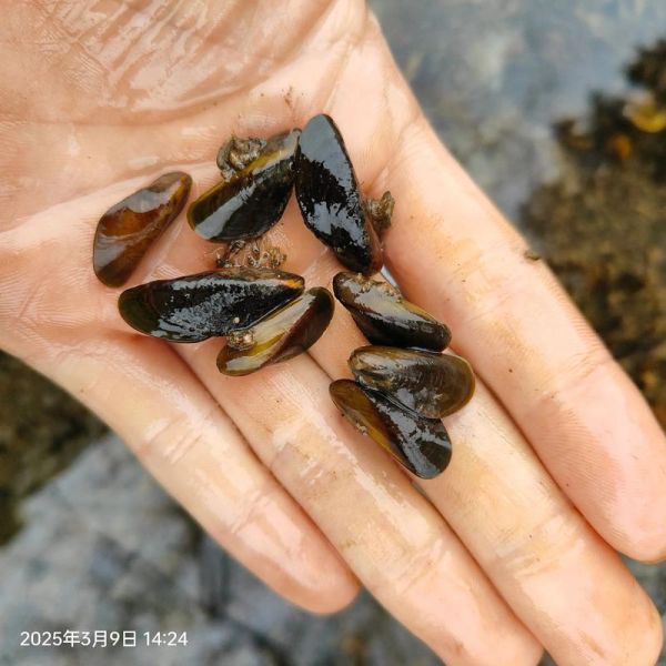 贻贝怎么清洗_贻贝清洗方法-第2张图片-山城妙识 贻贝怎么清洗_贻贝清洗方法-第2张图片-山城妙识