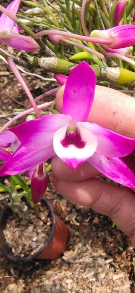 金钗石斛花怎么吃_金钗石斛花功效与禁忌-第1张图片-山城妙识