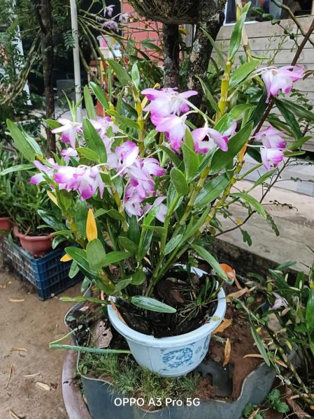 金钗石斛花怎么吃_金钗石斛花功效与禁忌-第2张图片-山城妙识