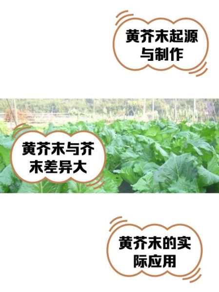 黄芥末怎么做_黄芥末和绿芥末区别-第1张图片-山城妙识 黄芥末怎么做_黄芥末和绿芥末区别-第1张图片-山城妙识