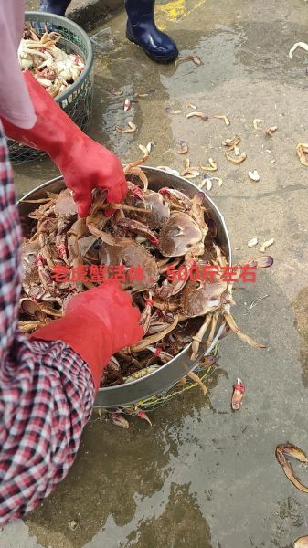 台湾老虎蟹哪里买_台湾老虎蟹怎么做好吃-第1张图片-山城妙识 台湾老虎蟹哪里买_台湾老虎蟹怎么做好吃-第1张图片-山城妙识