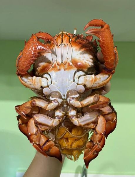 台湾老虎蟹哪里买_台湾老虎蟹怎么做好吃-第2张图片-山城妙识 台湾老虎蟹哪里买_台湾老虎蟹怎么做好吃-第2张图片-山城妙识