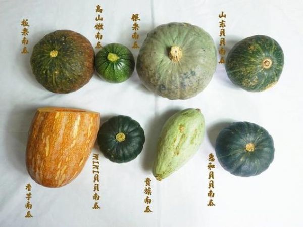 南瓜和倭瓜的区别_倭瓜和南瓜哪个好吃-第1张图片-山城妙识 南瓜和倭瓜的区别_倭瓜和南瓜哪个好吃-第1张图片-山城妙识