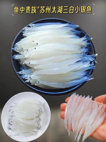 大银鱼怎么做好吃_大银鱼的营养价值-第3张图片-山城妙识 大银鱼怎么做好吃_大银鱼的营养价值-第3张图片-山城妙识