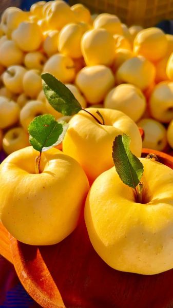 冬天吃什么水果好_冬季水果推荐-第1张图片-山城妙识 冬天吃什么水果好_冬季水果推荐-第1张图片-山城妙识