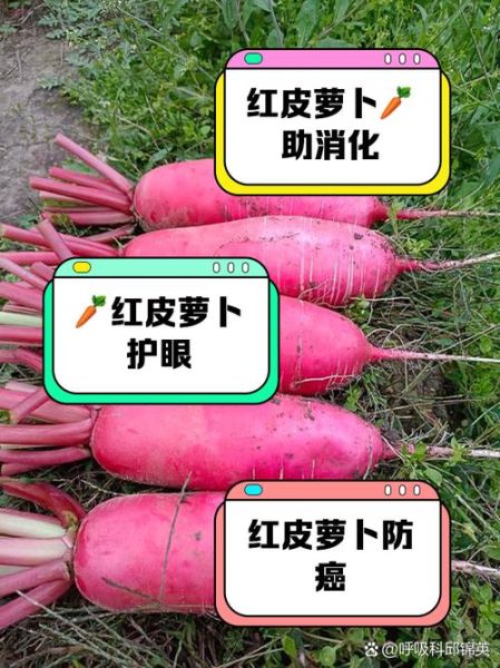 红皮萝卜怎么做好吃_红皮萝卜的家常做法-第1张图片-山城妙识 红皮萝卜怎么做好吃_红皮萝卜的家常做法-第1张图片-山城妙识