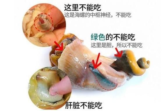 海螺不能吃的部位有哪些_海螺内脏图解-第1张图片-山城妙识 海螺不能吃的部位有哪些_海螺内脏图解-第1张图片-山城妙识