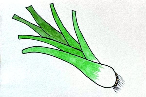 大葱卡通图片怎么画_大葱卡通简笔画教程-第3张图片-山城妙识 大葱卡通图片怎么画_大葱卡通简笔画教程-第3张图片-山城妙识