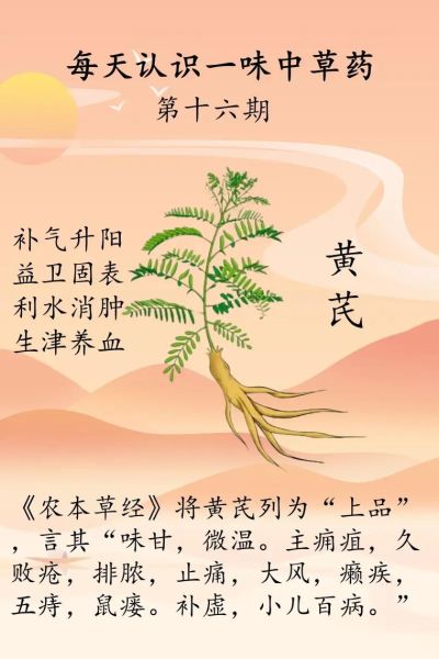 黄芪的功效与作用有哪些_黄芪的副作用是什么-第1张图片-山城妙识