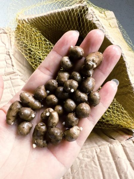 发芽的山药能吃吗_发芽山药有毒吗-第1张图片-山城妙识 发芽的山药能吃吗_发芽山药有毒吗-第1张图片-山城妙识