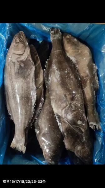 鲽鱼为什么都是冷冻的_冷冻鲽鱼口感会差吗-第2张图片-山城妙识