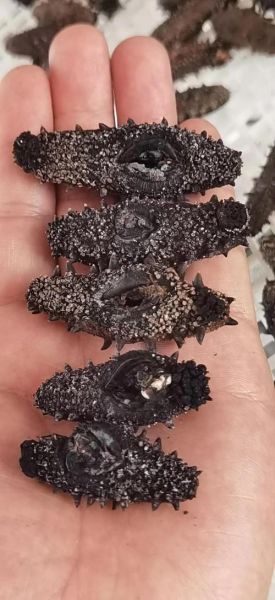 烟台最大海参批发市场在哪_怎么选干海参-第3张图片-山城妙识 烟台最大海参批发市场在哪_怎么选干海参-第3张图片-山城妙识