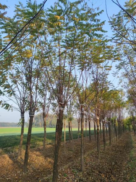 香花槐价格表_香花槐多少钱一棵-第2张图片-山城妙识 香花槐价格表_香花槐多少钱一棵-第2张图片-山城妙识