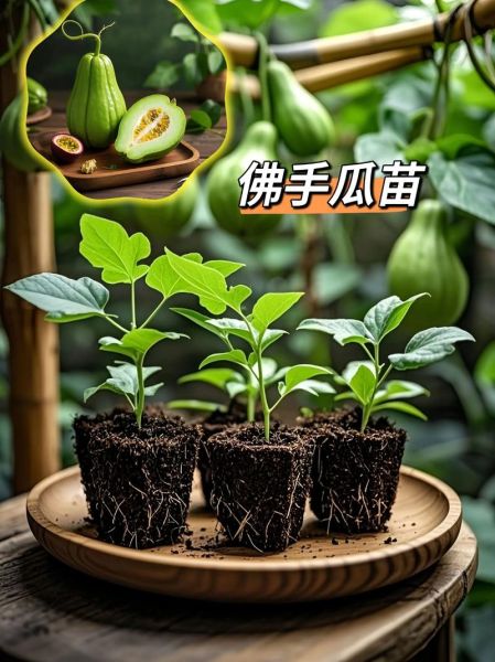 佛手瓜苗的功效与作用_孕妇可以吃吗-第1张图片-山城妙识 佛手瓜苗的功效与作用_孕妇可以吃吗-第1张图片-山城妙识