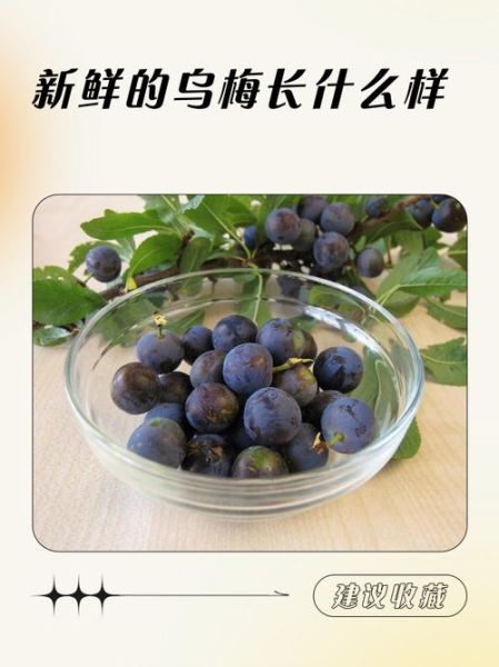 乌梅图片真假对比_乌梅鉴别方法有哪些-第2张图片-山城妙识