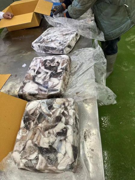 海香菇长什么样子_海香菇图片特征-第3张图片-山城妙识 海香菇长什么样子_海香菇图片特征-第3张图片-山城妙识