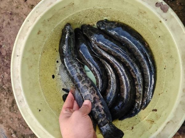 黑鱼多少钱一斤2021_黑鱼价格走势-第1张图片-山城妙识 黑鱼多少钱一斤2021_黑鱼价格走势-第1张图片-山城妙识