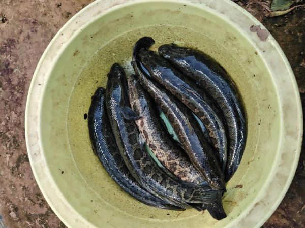 黑鱼多少钱一斤2021_黑鱼价格走势-第2张图片-山城妙识 黑鱼多少钱一斤2021_黑鱼价格走势-第2张图片-山城妙识