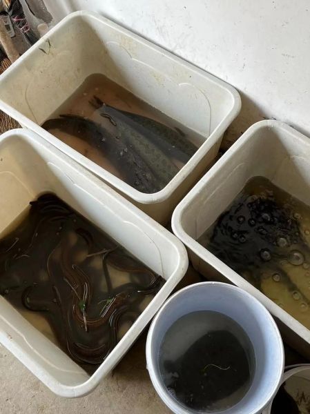 黑鱼多少钱一斤2021_黑鱼价格走势-第3张图片-山城妙识 黑鱼多少钱一斤2021_黑鱼价格走势-第3张图片-山城妙识