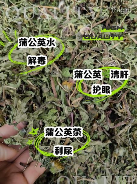 婆婆丁根泡水喝的功效与副作用_哪些人不能喝-第3张图片-山城妙识 婆婆丁根泡水喝的功效与副作用_哪些人不能喝-第3张图片-山城妙识