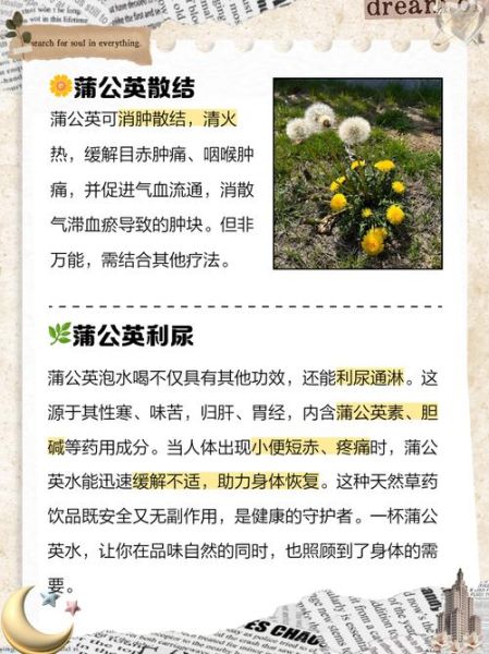 婆婆丁根泡水喝的功效与副作用_哪些人不能喝-第1张图片-山城妙识 婆婆丁根泡水喝的功效与副作用_哪些人不能喝-第1张图片-山城妙识