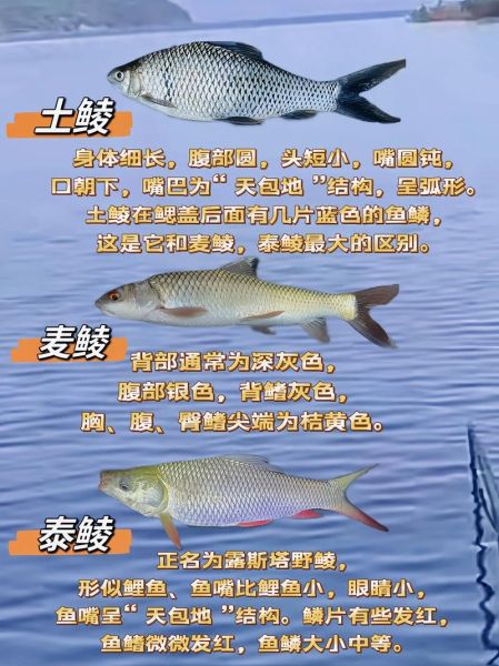 鲮鱼刺多吗_鲮鱼适合宝宝吃吗-第1张图片-山城妙识 鲮鱼刺多吗_鲮鱼适合宝宝吃吗-第1张图片-山城妙识