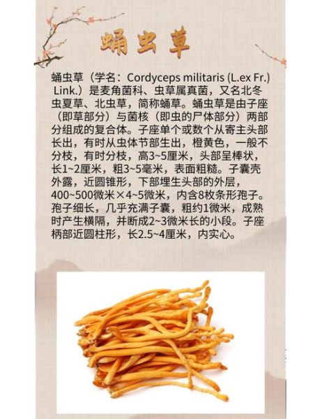 蝉蛹草的功效与作用_蝉蛹草的禁忌有哪些-第1张图片-山城妙识 蝉蛹草的功效与作用_蝉蛹草的禁忌有哪些-第1张图片-山城妙识