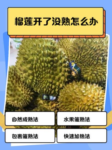 榴莲开了合上去还会熟吗_榴莲打开后没熟怎么办-第1张图片-山城妙识 榴莲开了合上去还会熟吗_榴莲打开后没熟怎么办-第1张图片-山城妙识