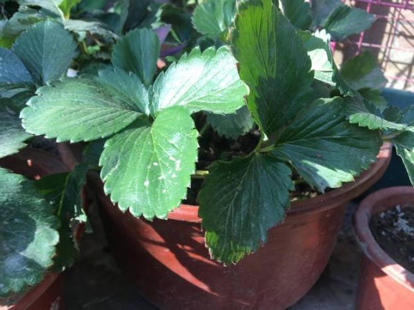 草莓怎么种_草莓种植方法全过程-第2张图片-山城妙识 草莓怎么种_草莓种植方法全过程-第2张图片-山城妙识