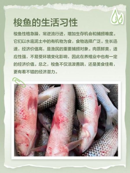 梭鱼多少钱一斤_梭鱼价格受哪些因素影响-第3张图片-山城妙识 梭鱼多少钱一斤_梭鱼价格受哪些因素影响-第3张图片-山城妙识