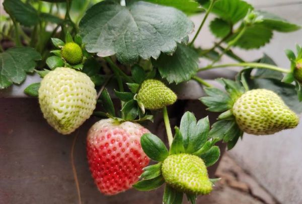 草莓怎么种_草莓种植方法全过程-第3张图片-山城妙识 草莓怎么种_草莓种植方法全过程-第3张图片-山城妙识