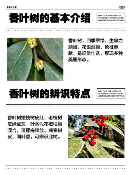 香叶树怎么种_香叶树种植方法-第2张图片-山城妙识 香叶树怎么种_香叶树种植方法-第2张图片-山城妙识